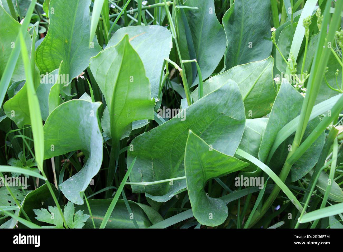 Alisma plantago-aquatica grows in the shallow water of the river bank ...