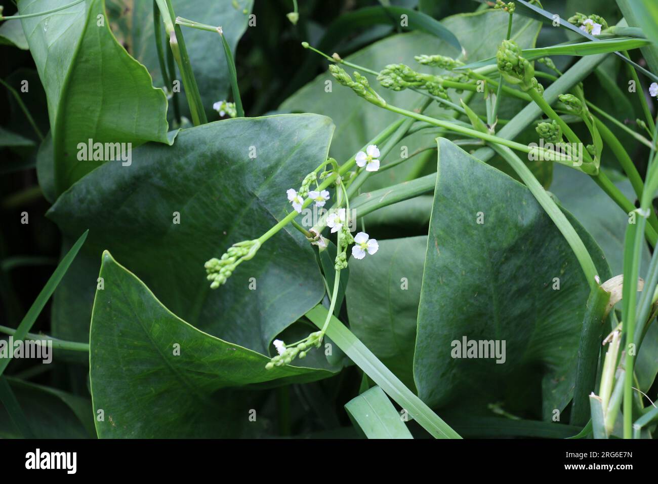 Alisma plantago-aquatica grows in the shallow water of the river bank ...