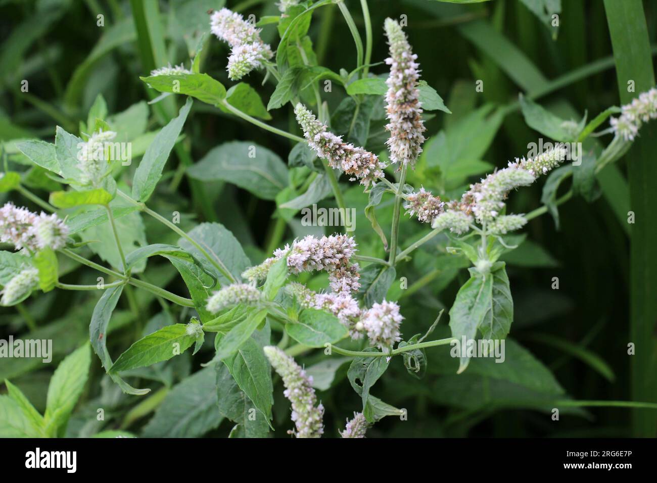 In the summer, long-leaved mint (Mentha longifolia) grows in the wild ...