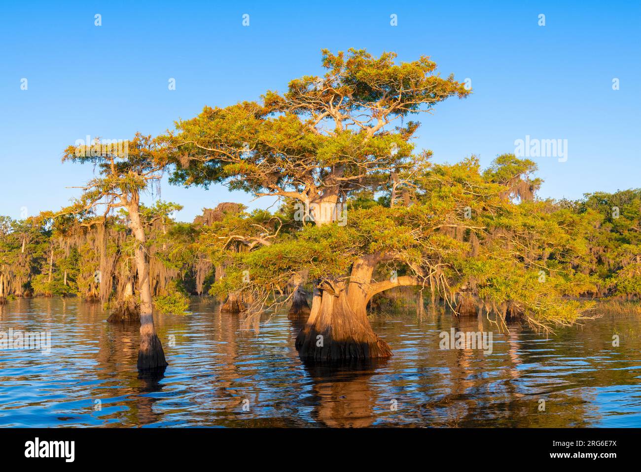 Moss ponds hi-res stock photography and images - Alamy