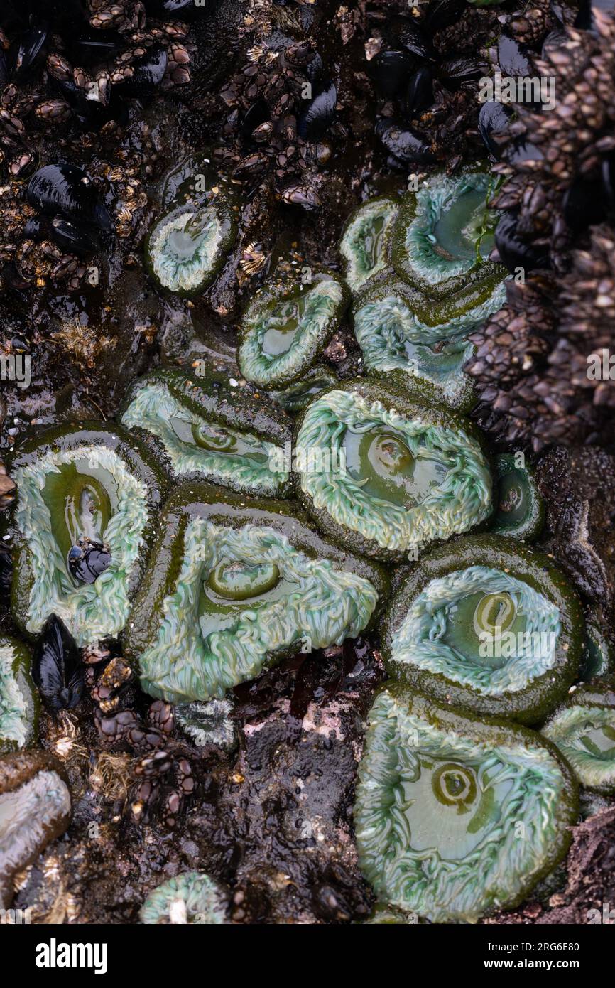 Anemones and other sea life clinging to a sea stack rock revealed ...