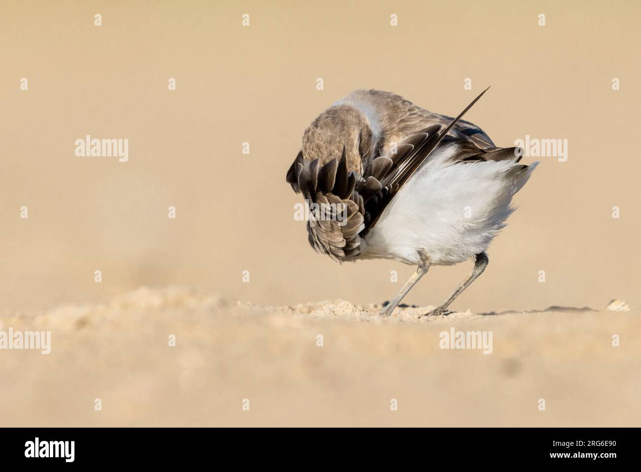 Young bird stretching hi-res stock photography and images - Alamy