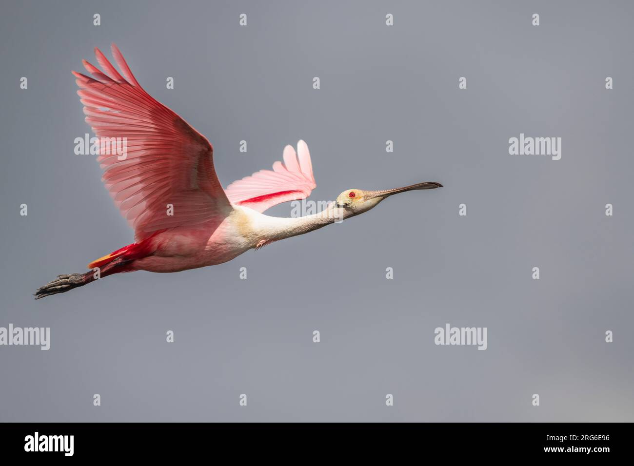 Roseate Spoonbill (Ajaia ajaja), flying, Florida, USA, by Dominique ...