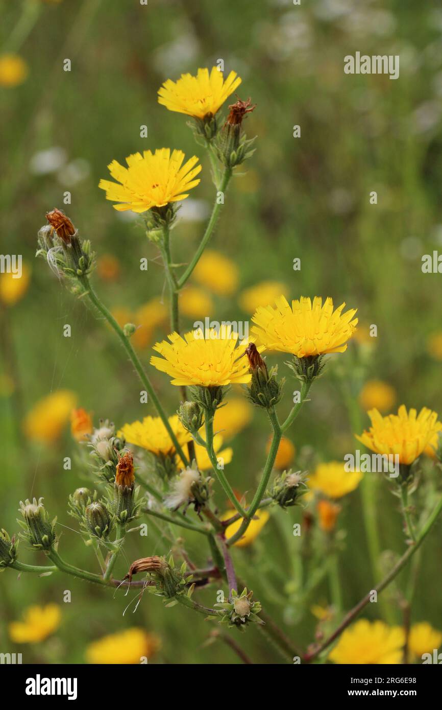 In the summer, picris hieracioides grows like a weed in the field Stock ...