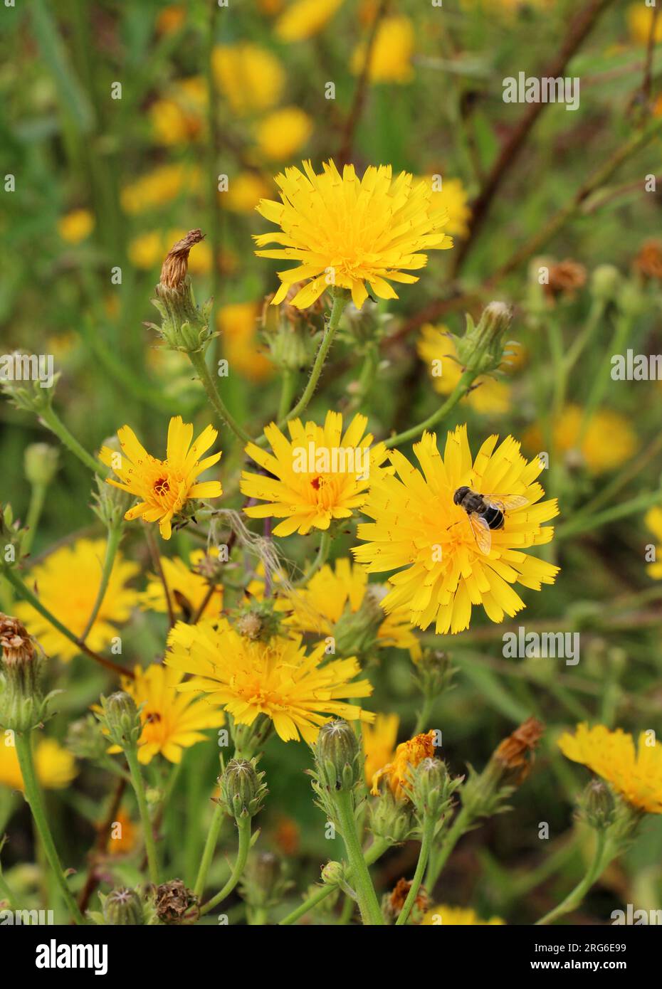 In the summer, picris hieracioides grows like a weed in the field Stock ...