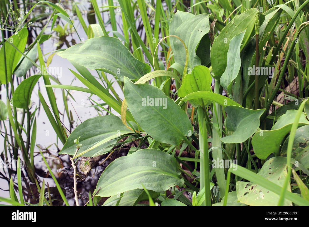 Alisma plantago-aquatica grows in the shallow water of the river bank ...