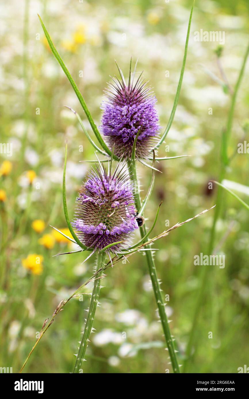 Dipsacus plant hi-res stock photography and images - Alamy