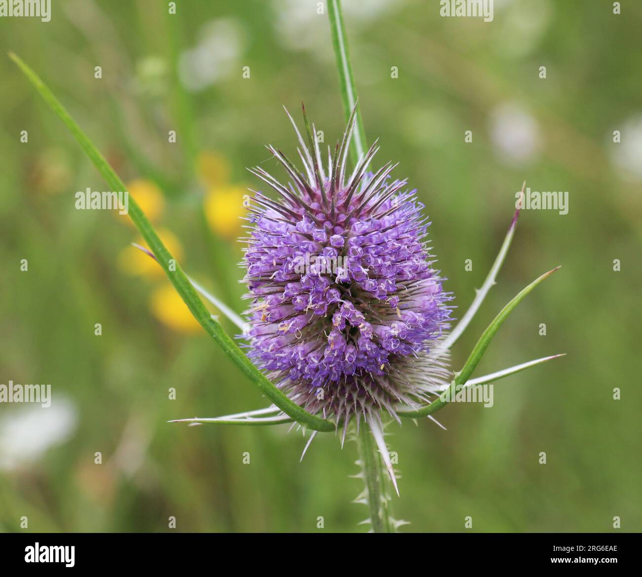Dipsacus plant hi-res stock photography and images - Alamy