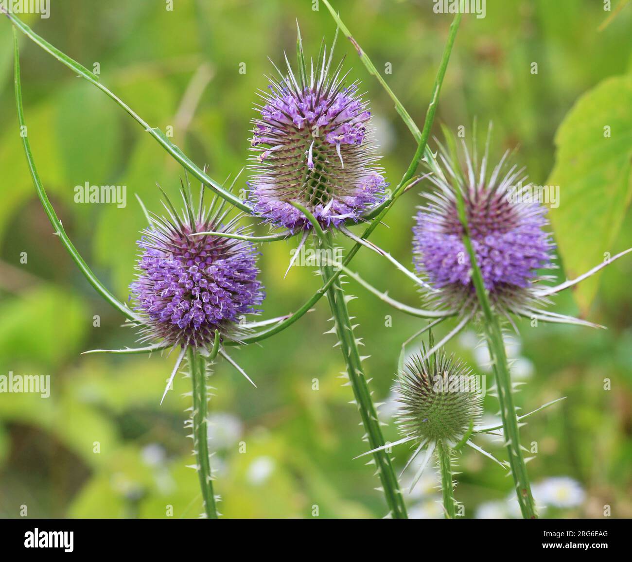 Dipsacus plant hi-res stock photography and images - Alamy