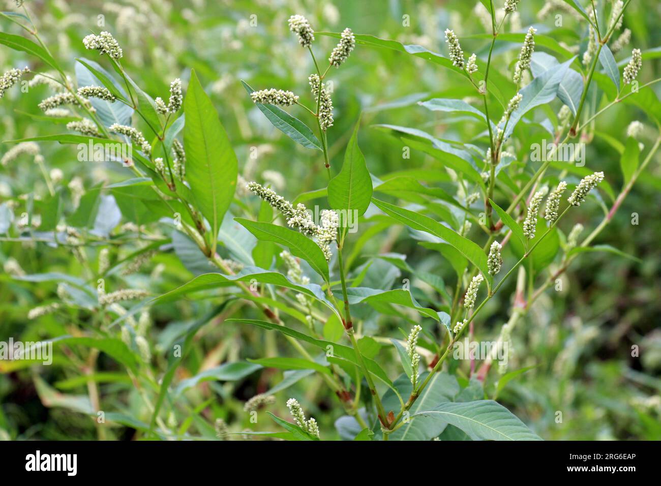 Weed Persicaria lapathifolia grows in a field among agricultural crops ...