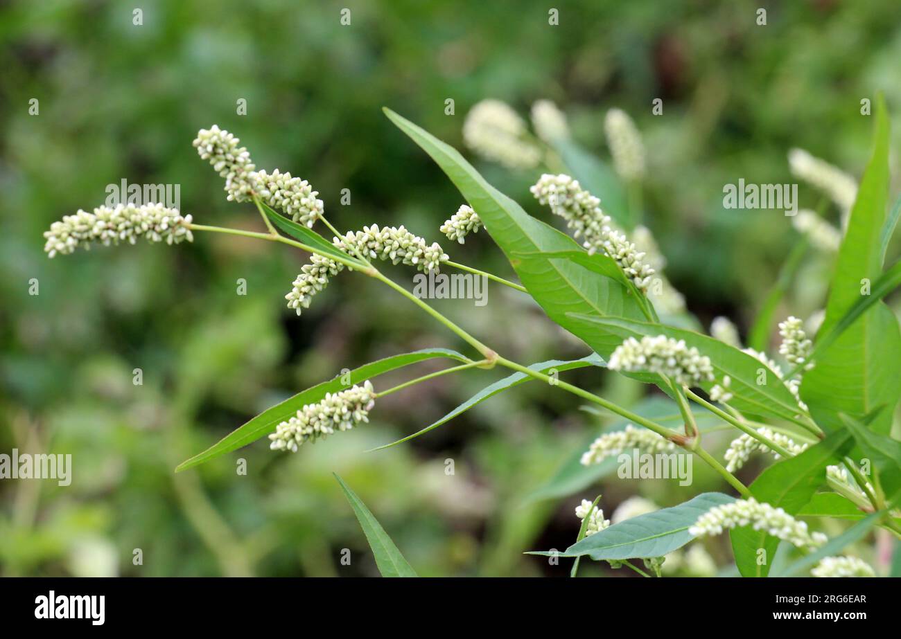 Weed Persicaria lapathifolia grows in a field among agricultural crops ...
