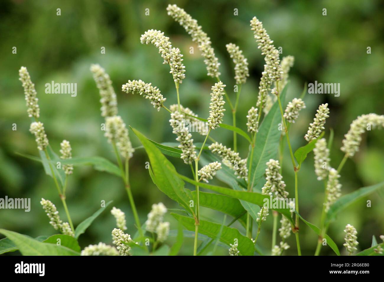 Weed Persicaria lapathifolia grows in a field among agricultural crops ...
