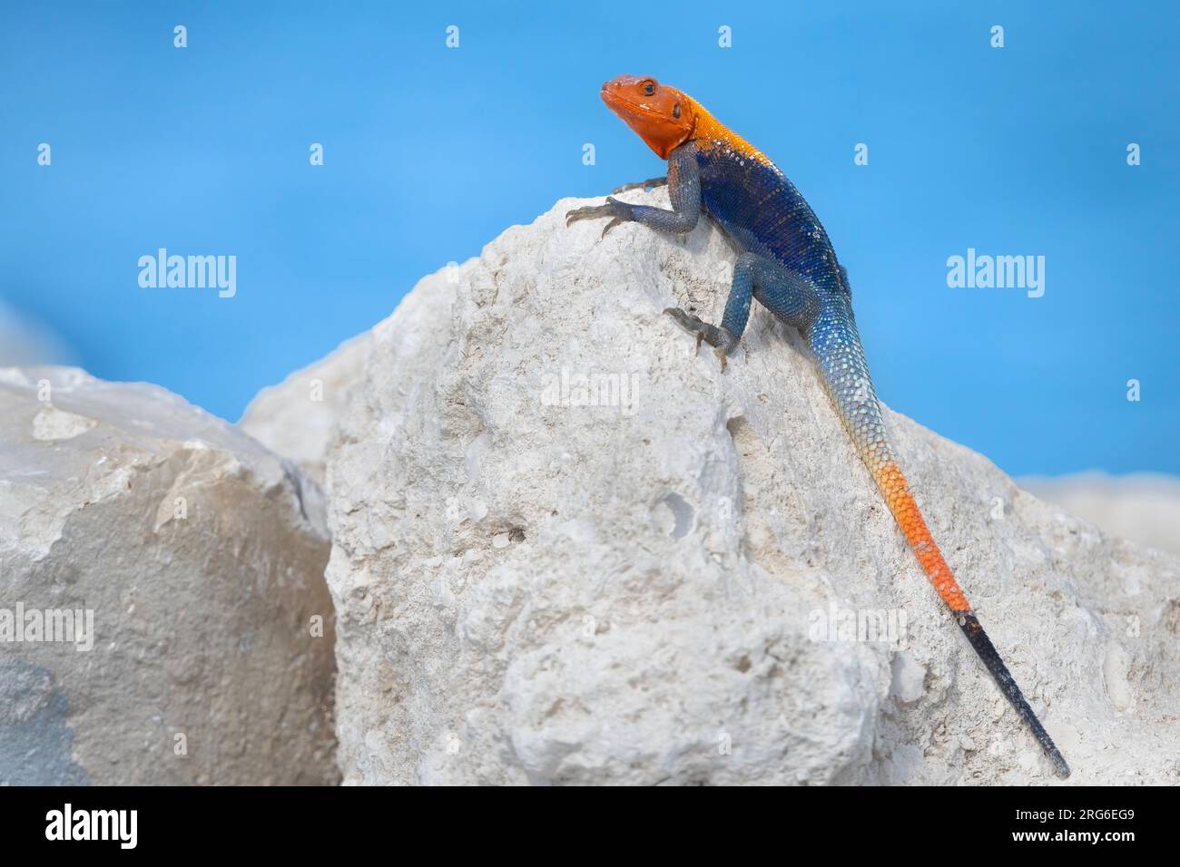 Male Red-headed Agama (Agama agama) basking in sun, Florida, USA, by ...