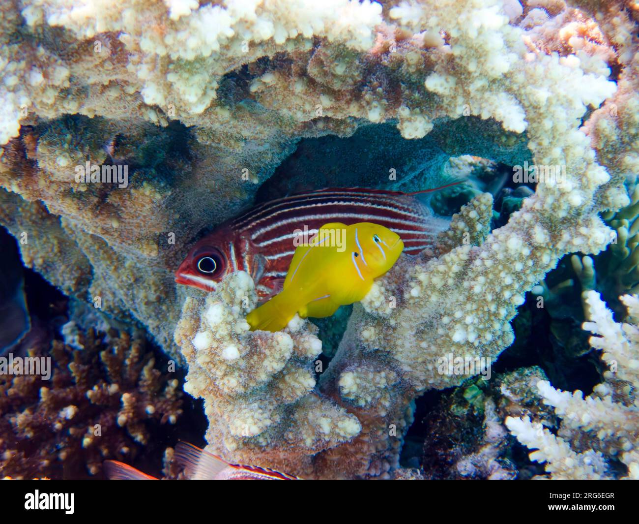 Citron coral goby fish - (Gobiodon citrinus Stock Photo - Alamy