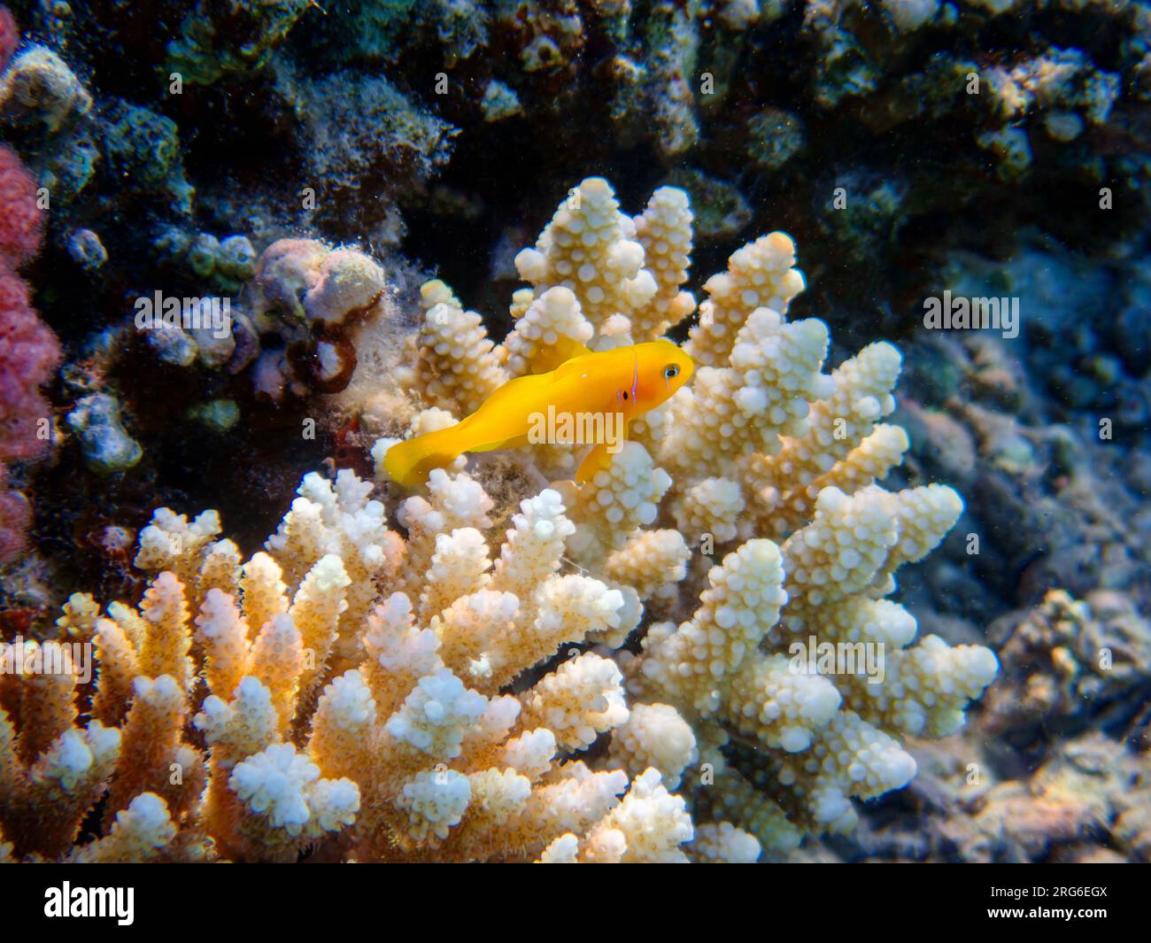 Lemon goby gobiodon citrinus hi-res stock photography and images - Alamy