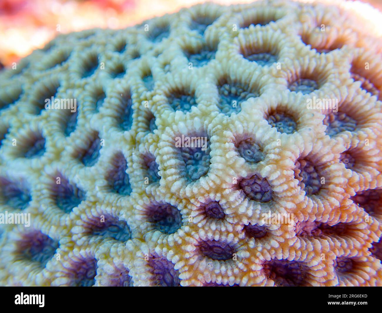 Knob LPS coral - (Favites rotundata), undersea macro photography Stock ...