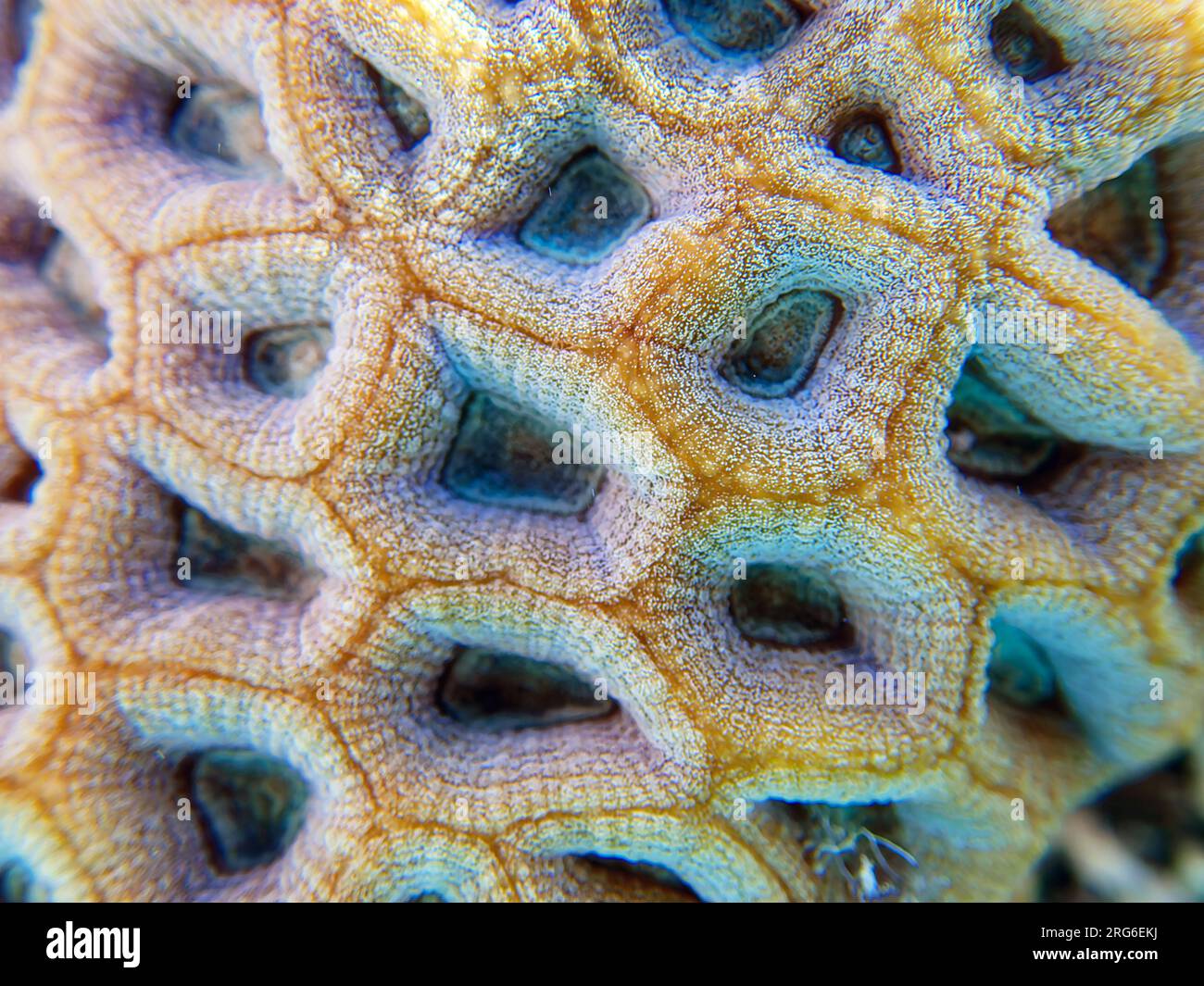 Knob LPS coral - (Favites rotundata), undersea macro photography Stock ...