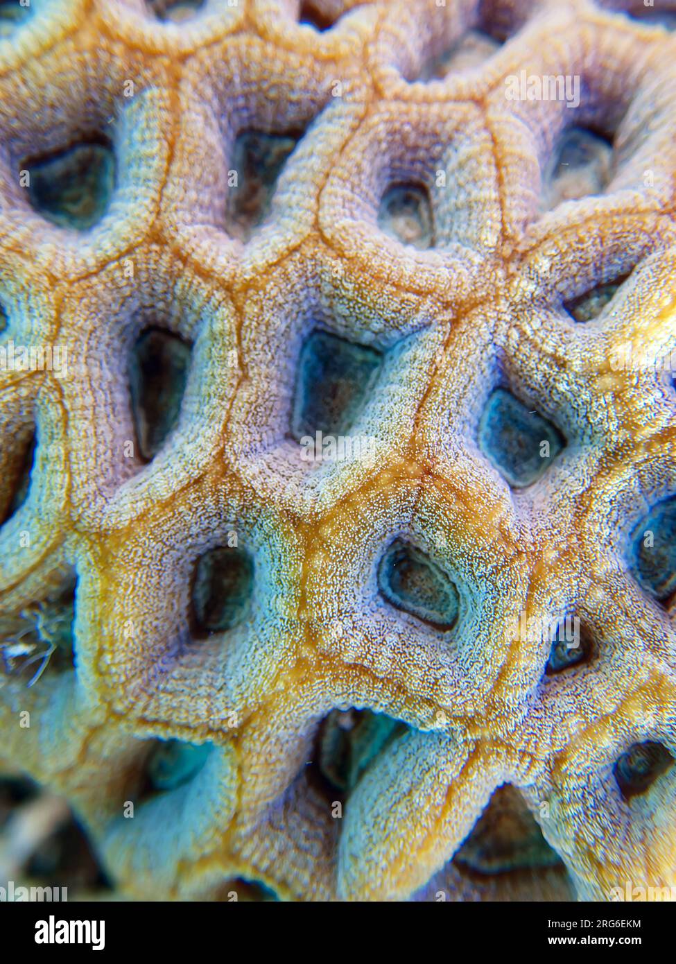 Favites rotundata hi-res stock photography and images - Alamy