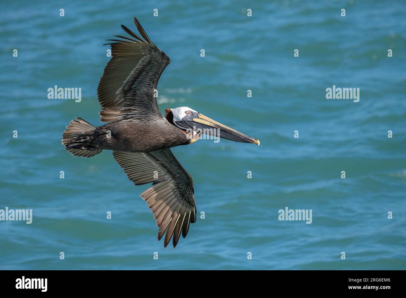 Brown Pelican (Pelecanus occidentalis), flying over Atlantic ocean ...