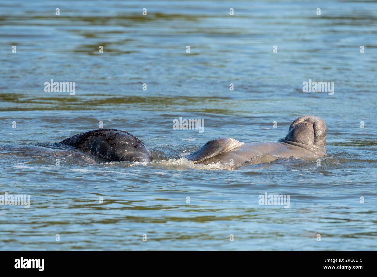 Florida manatee (Trichechus manatus latirostris), male on right ...