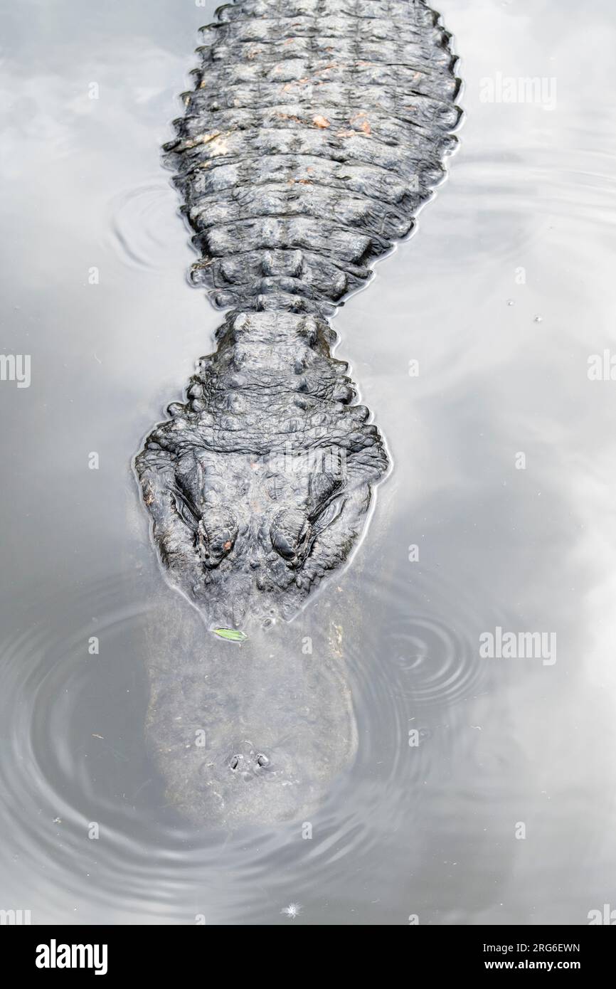 American alligator (Alligator mississippiensis), on surface of water ...