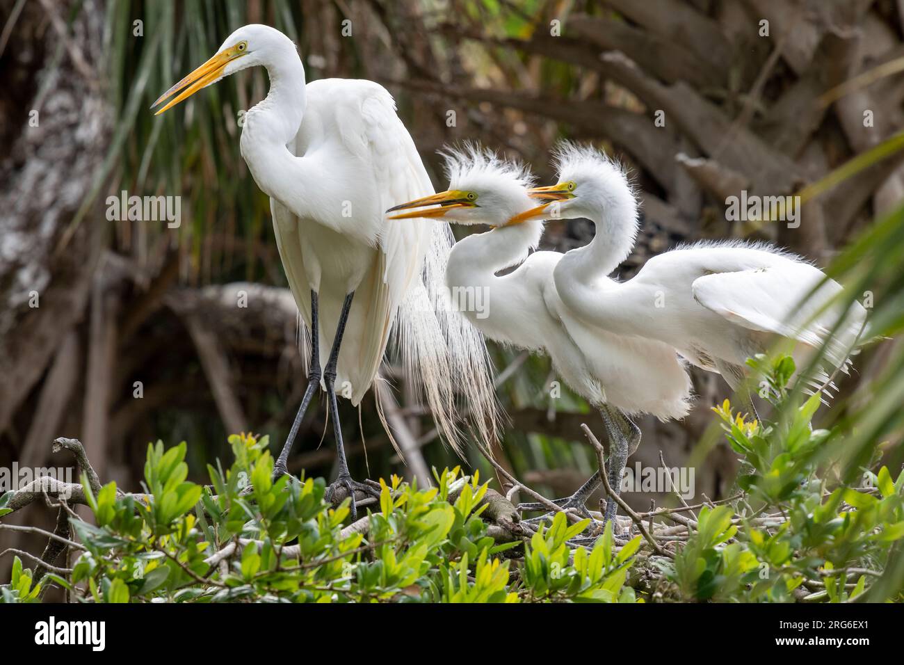 Two great egret chicks(Ardea alba) on nest with parent, April, Florida ...