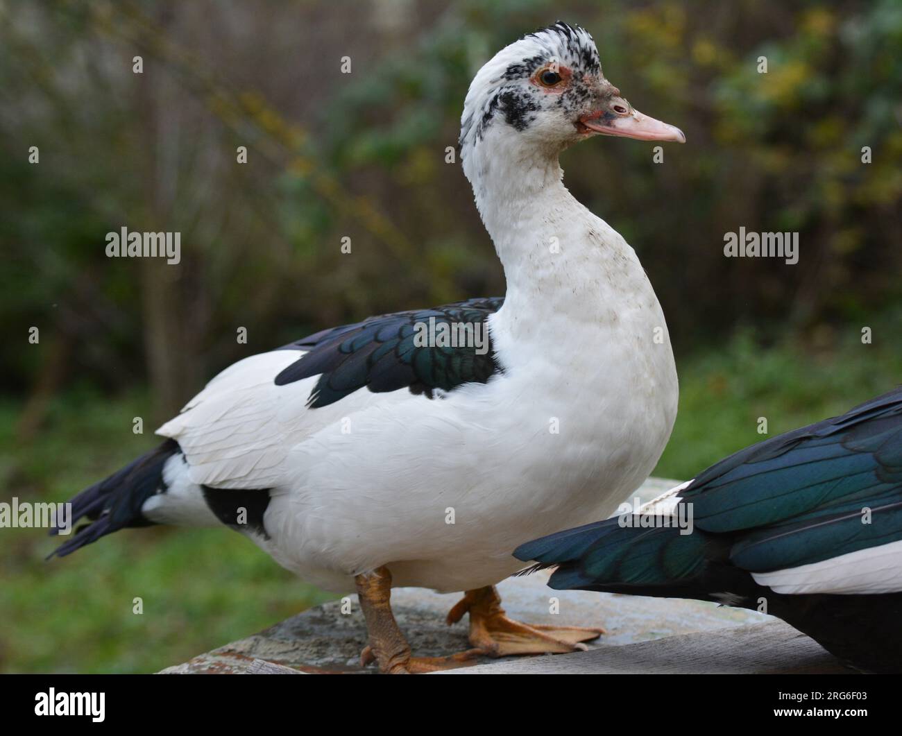 A group of adult musk ducks (Cairina moschata Stock Photo - Alamy