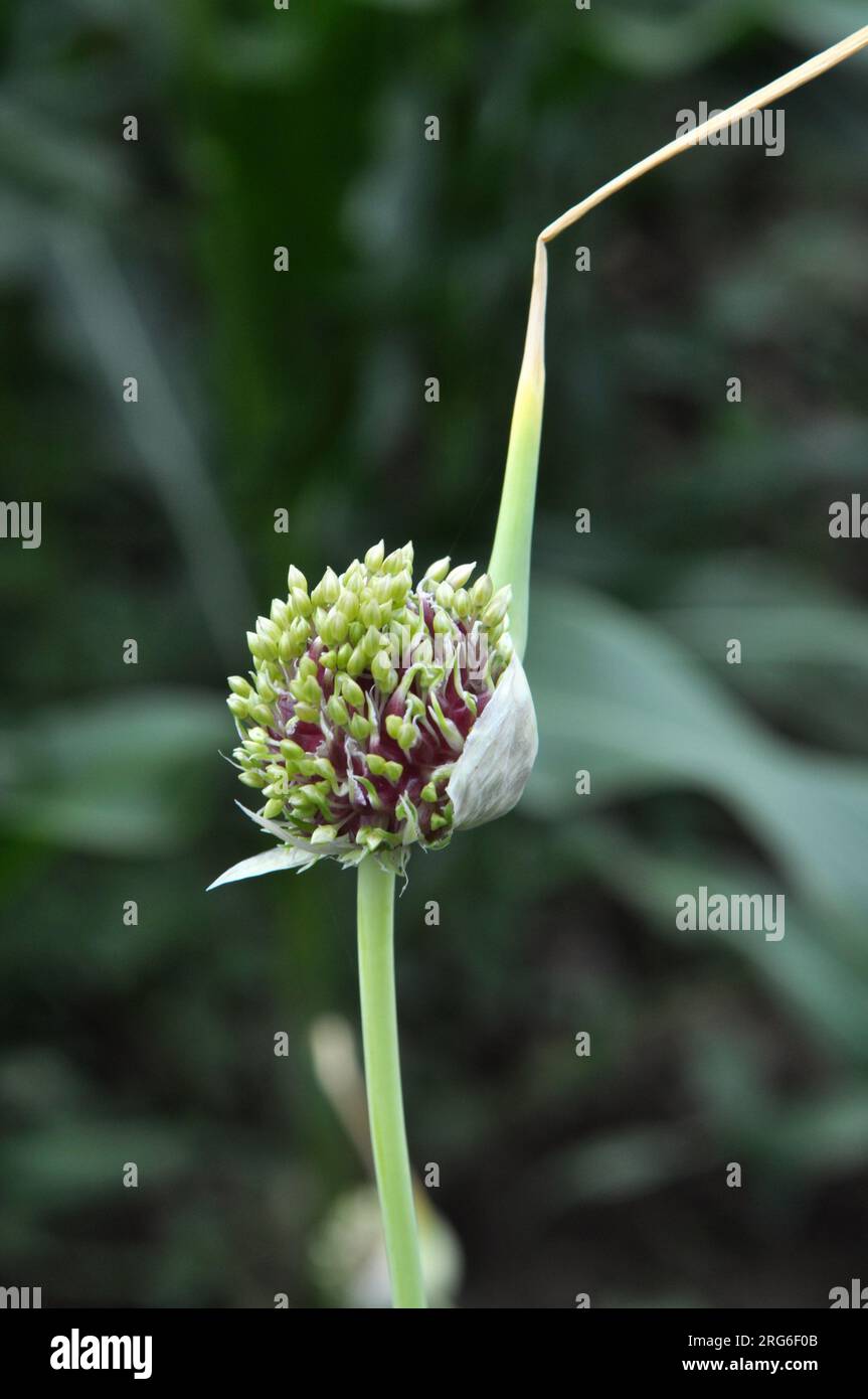 Garlic arrow hi-res stock photography and images - Alamy