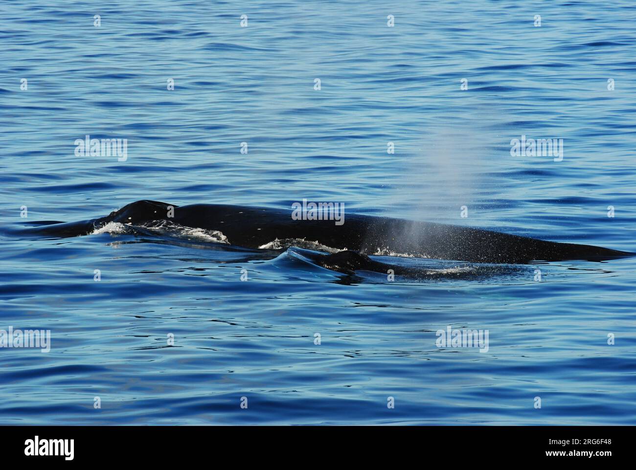 Baby humpback whale breaching hi-res stock photography and images - Alamy
