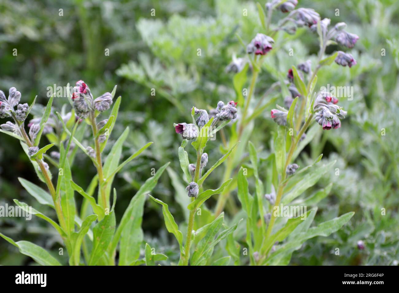 In the wild, Cynoglossum officinale blooms among grasses Stock Photo ...