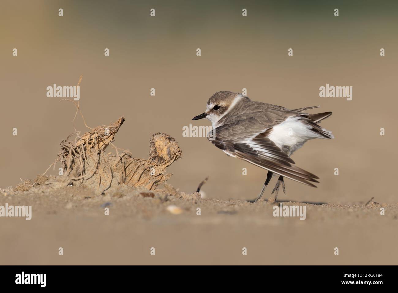 Stretching bird, waders or shorebirds, kentish plover on the beach ...