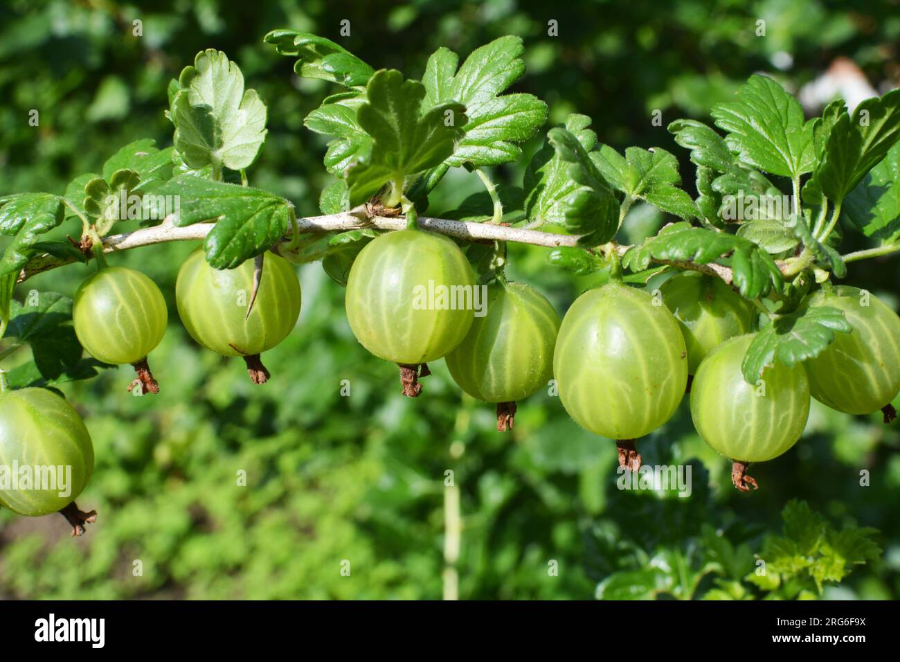 Branch bush of gooseberry with ripe berries Stock Photo - Alamy