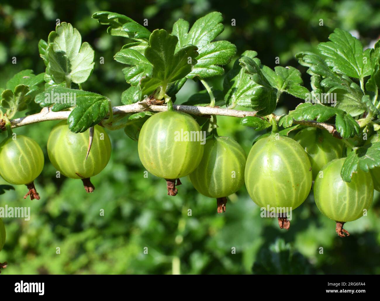 Fruit processing hi-res stock photography and images - Alamy