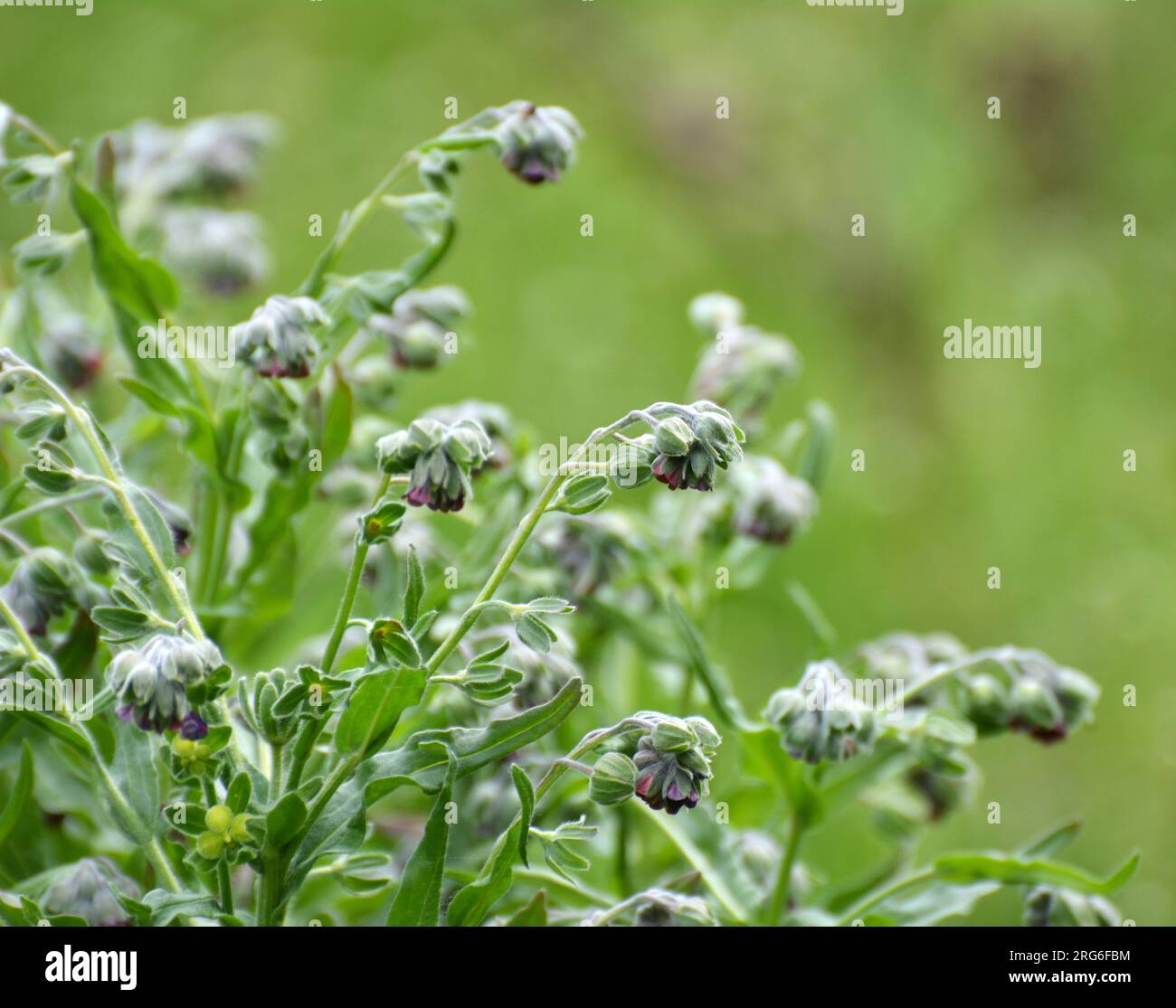 In the wild, Cynoglossum officinale blooms among grasses Stock Photo ...