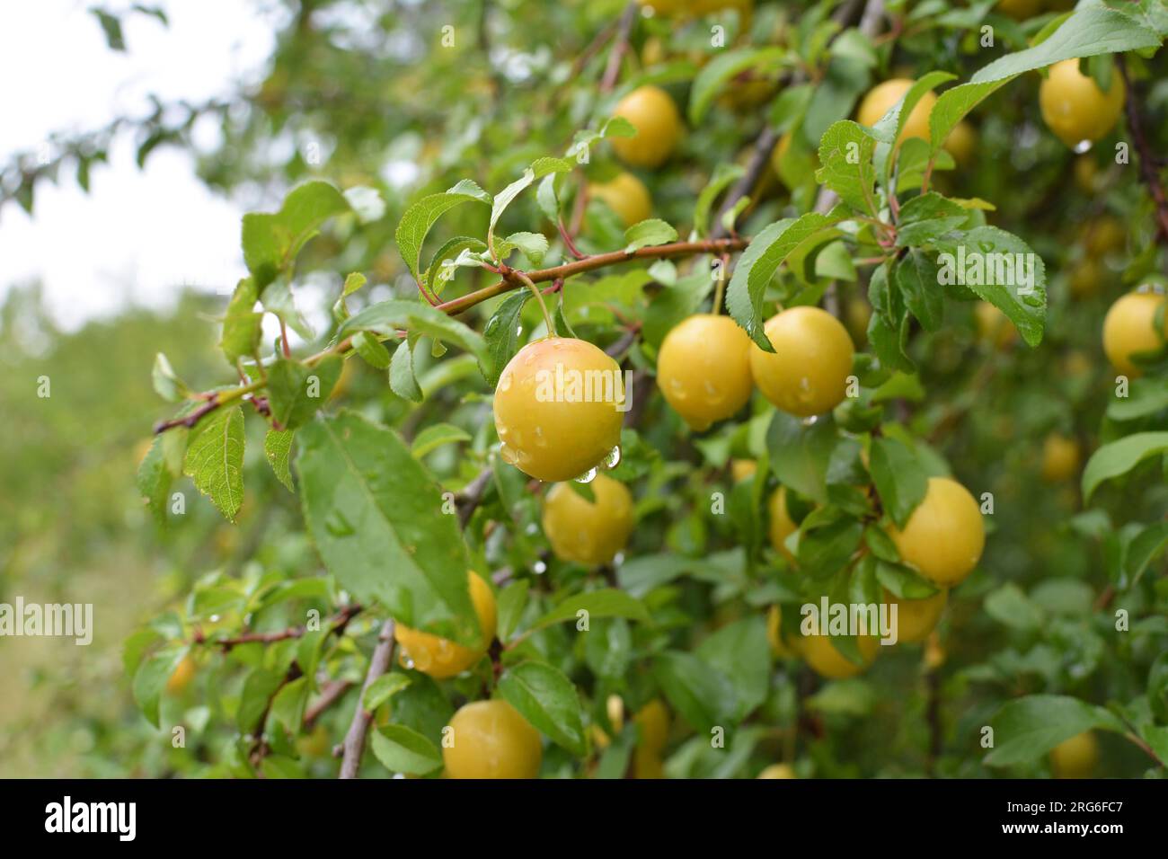On the branches of the tree ripen fruits of plums (Prunus cerasifera ...