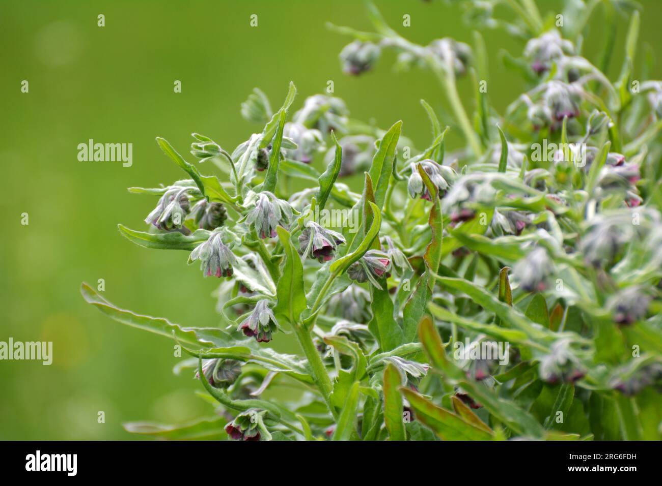In the wild, Cynoglossum officinale blooms among grasses Stock Photo ...