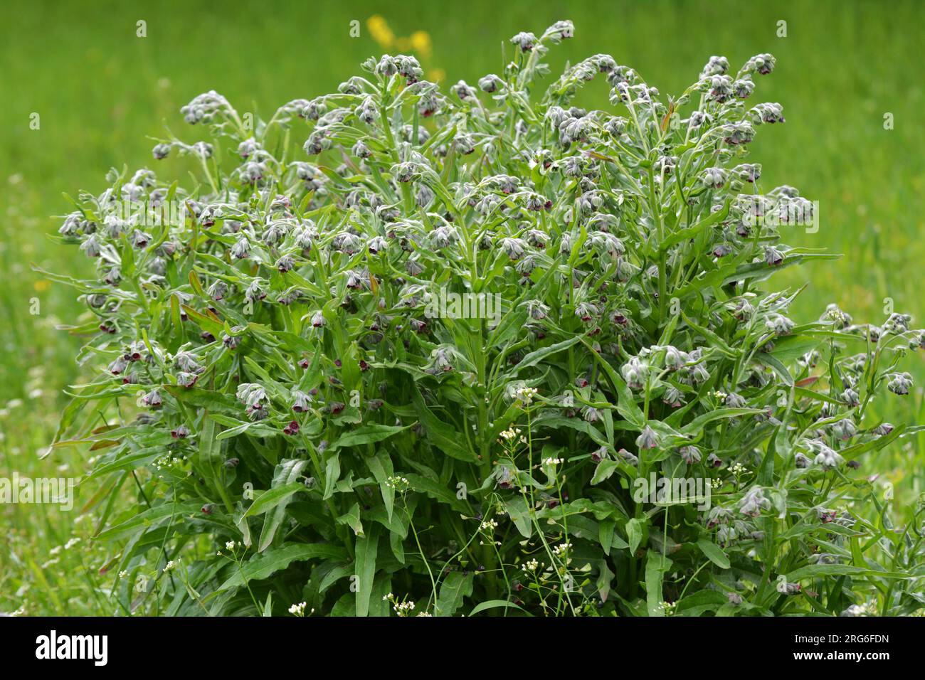 In the wild, Cynoglossum officinale blooms among grasses Stock Photo ...