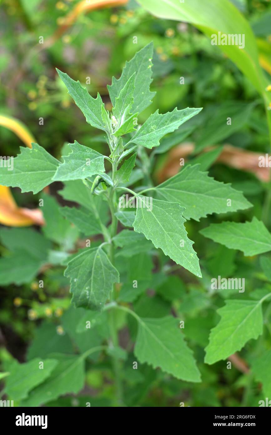 In nature, the field grows a orach (Chenopodium album Stock Photo - Alamy