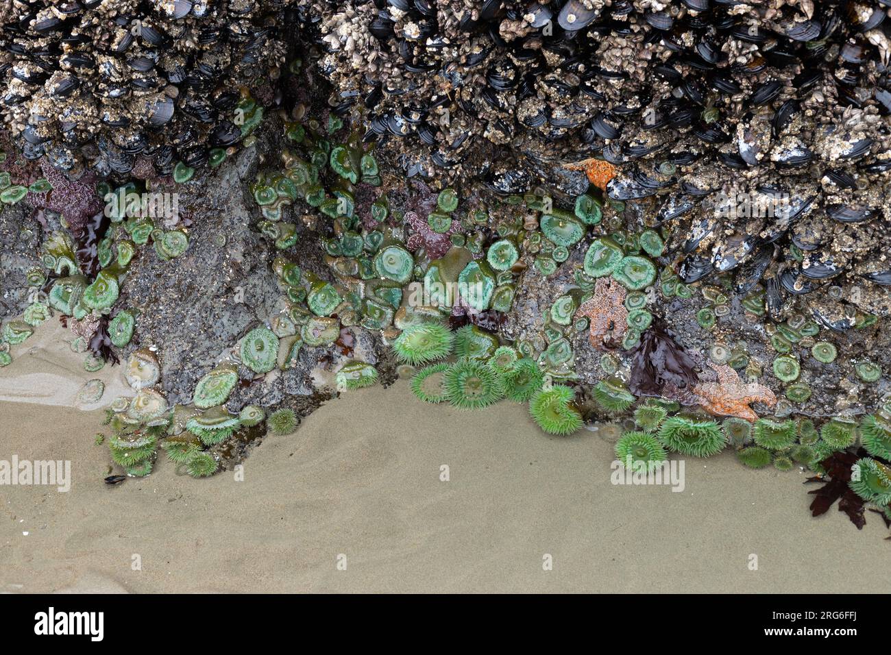 Anemones and other sea life clinging to a sea stack rock revealed ...