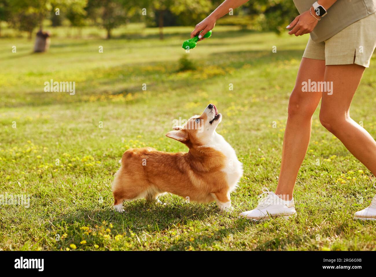 young girl trains pembroke welsh corgi in the park in sunny weather ...