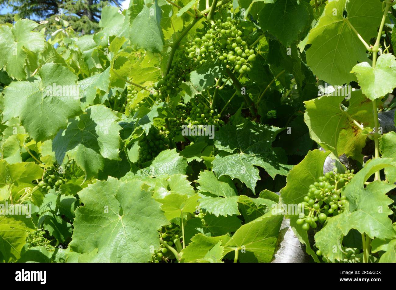 Grape vines yielding grapes in the gardens of buckfast Abbey, Devon ...