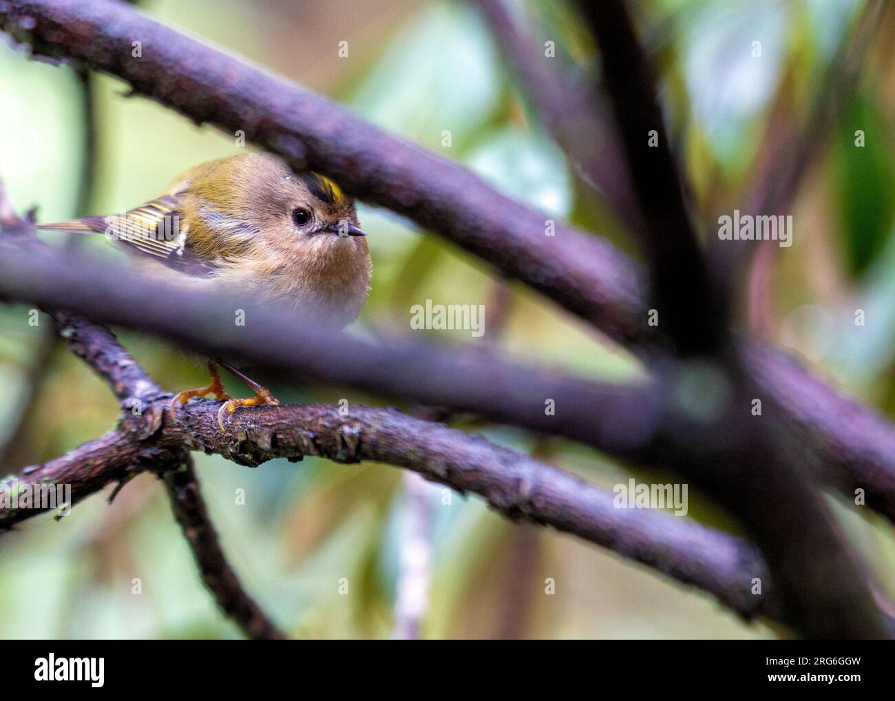 The goldcrest (Regulus regulus) is the smallest bird in Europe ...