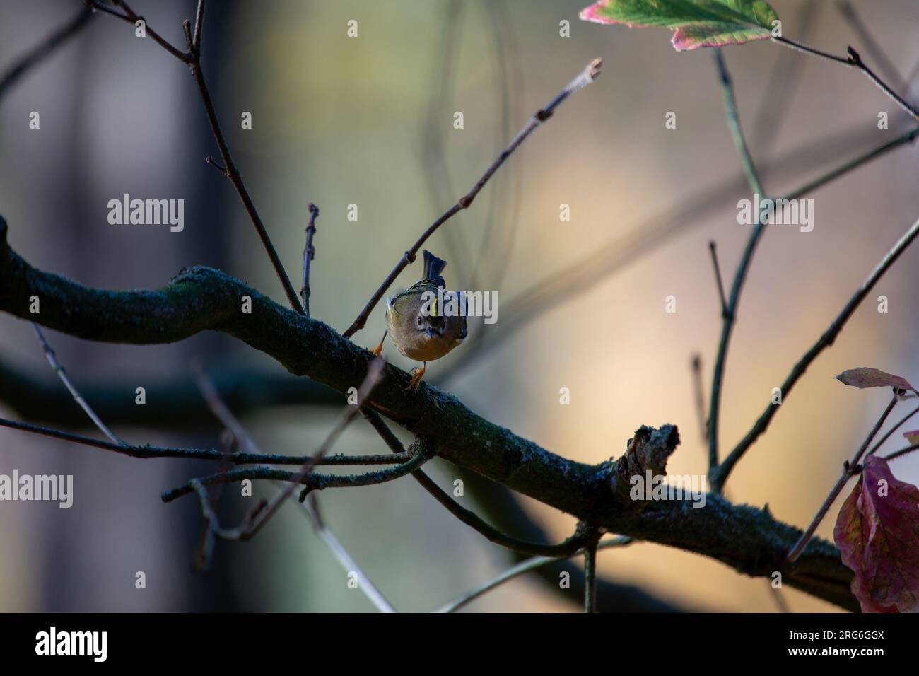 The goldcrest (Regulus regulus) is the smallest bird in Europe ...