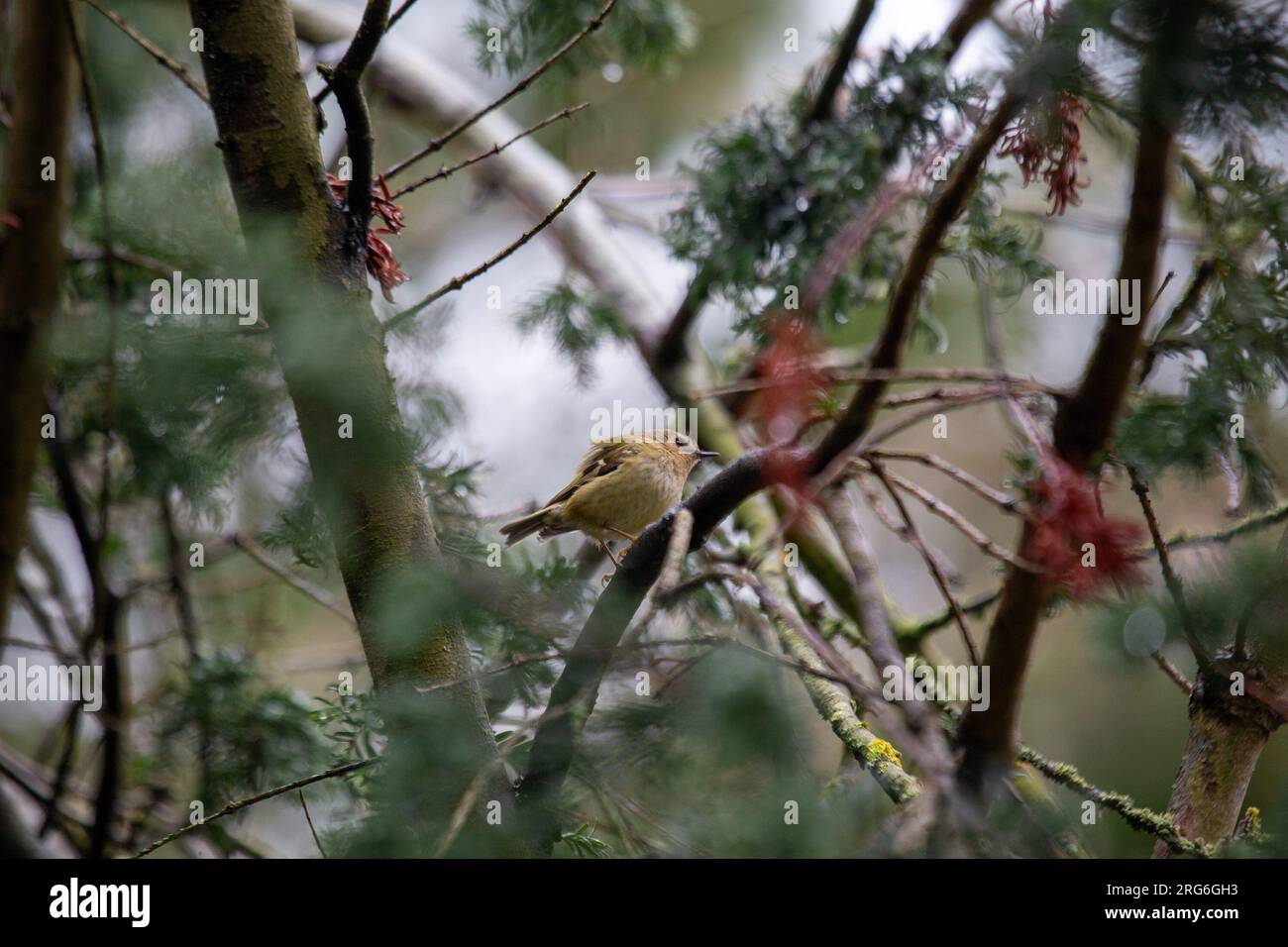 The goldcrest (Regulus regulus) is the smallest bird in Europe ...