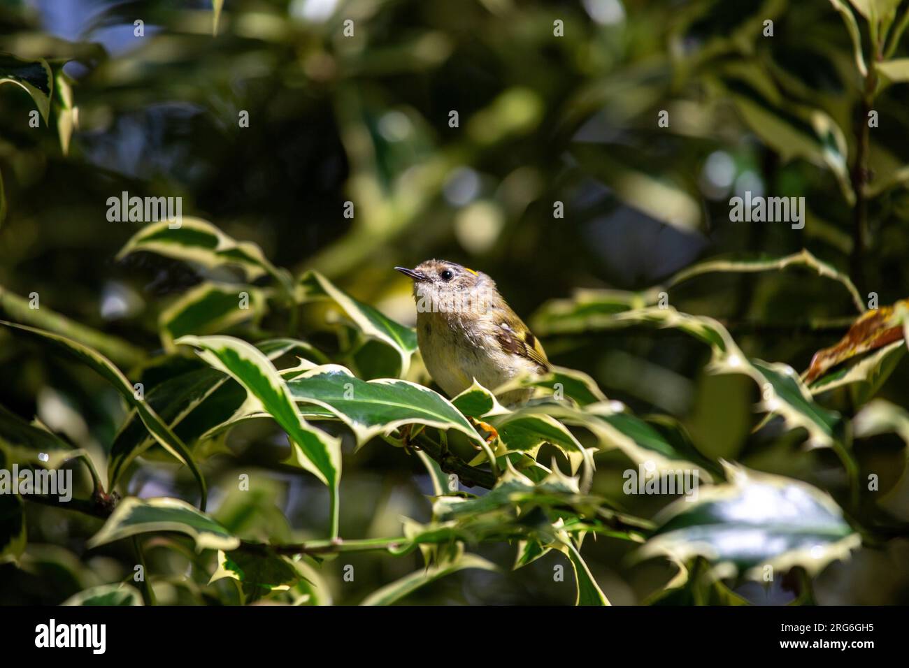 The goldcrest (Regulus regulus) is the smallest bird in Europe ...