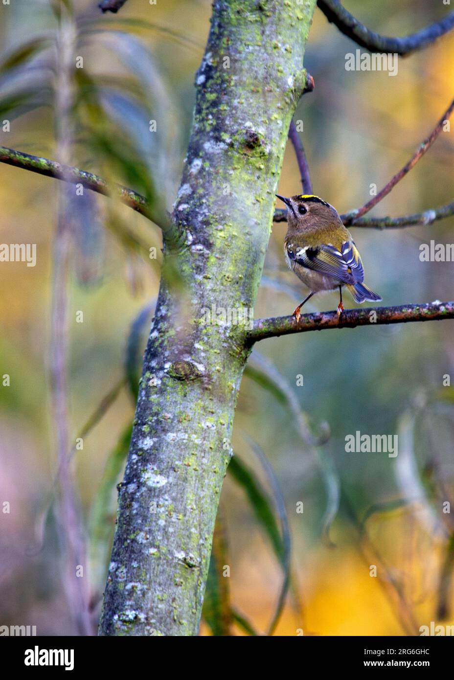 The goldcrest (Regulus regulus) is the smallest bird in Europe ...