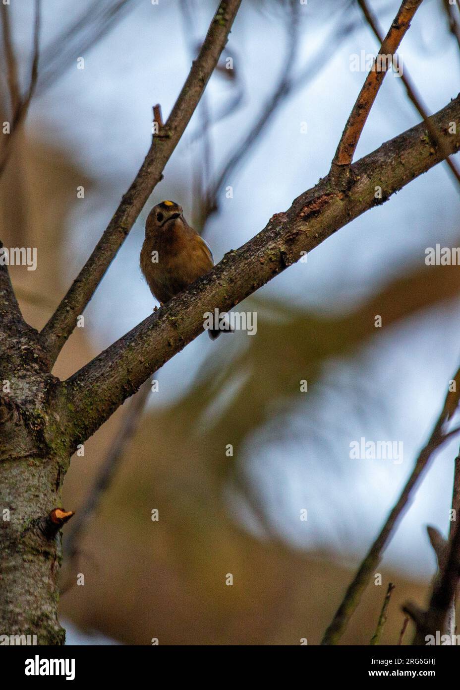 The goldcrest (Regulus regulus) is the smallest bird in Europe ...
