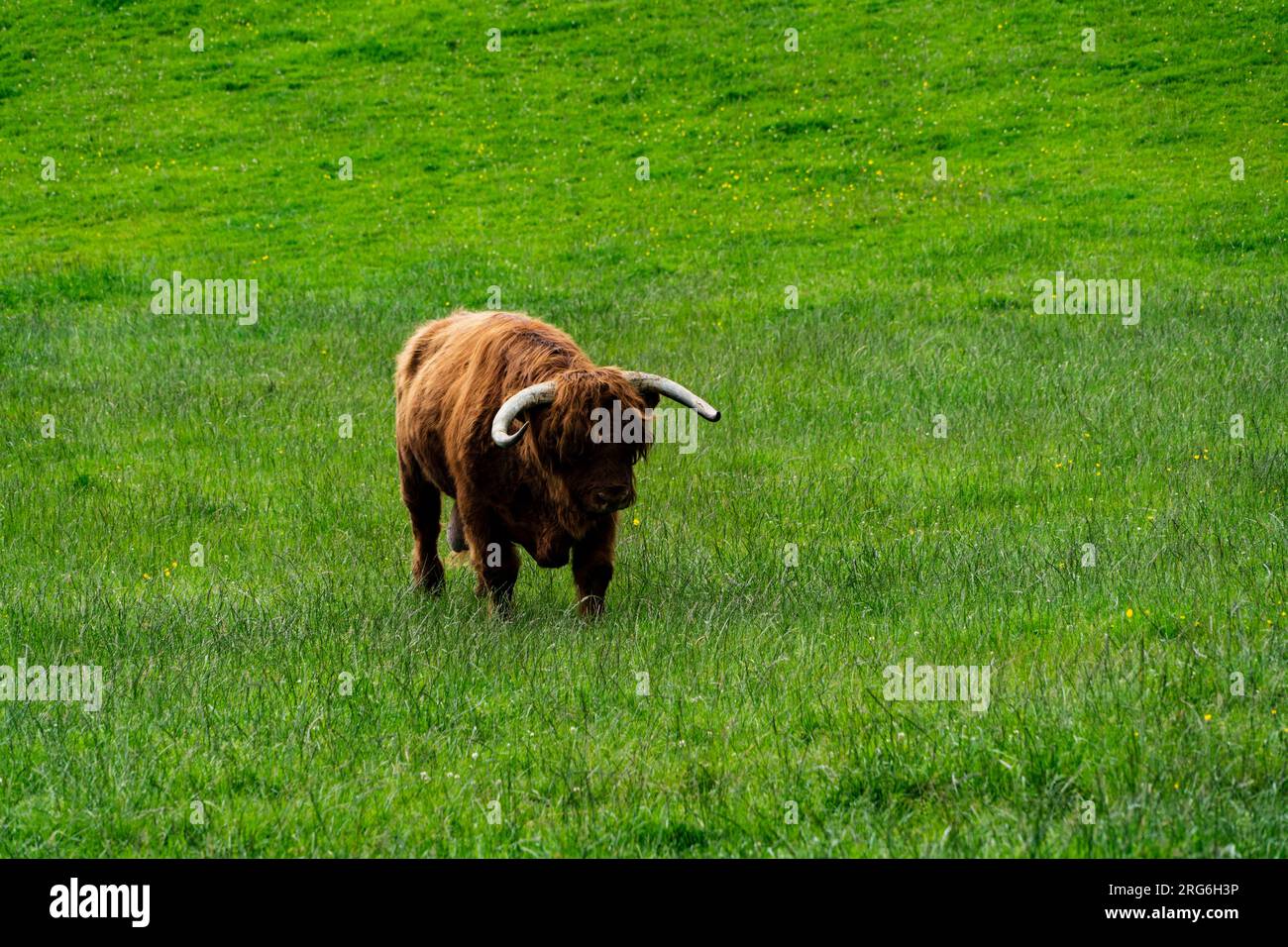 Cute red highland cow hi-res stock photography and images - Alamy