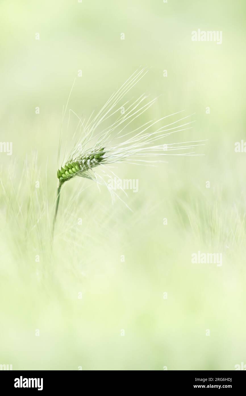 A minimalistic picture of a single ear of barley standing out in a ...