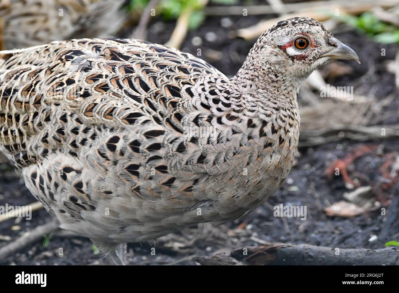 Common Pheasant Female (Phasianus colchicus) UK Stock Photo - Alamy